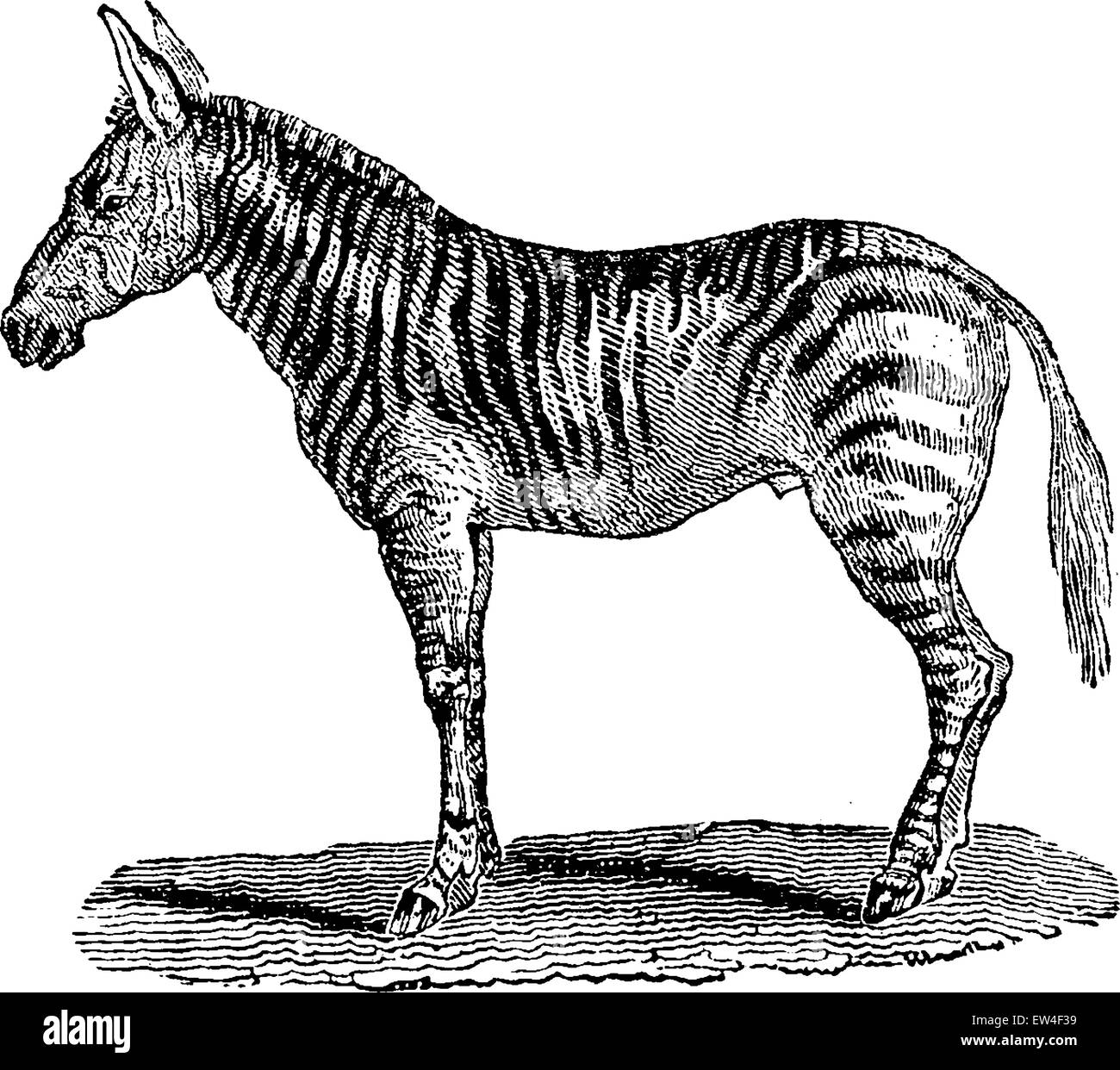 Burchell's zebra, vintage engraved illustration. Natural History of ...