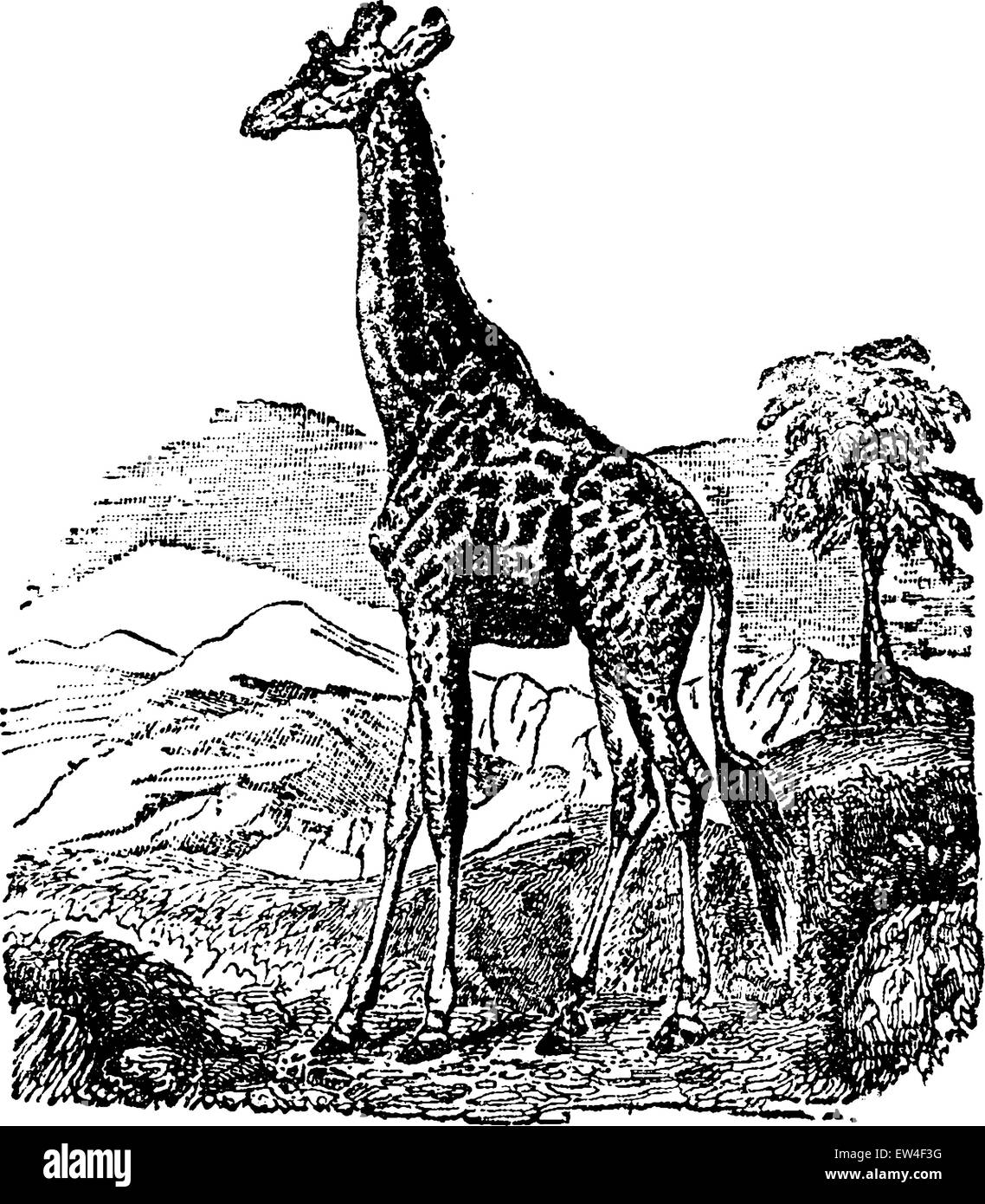 Giraffe, vintage engraved illustration. Natural History of Animals ...