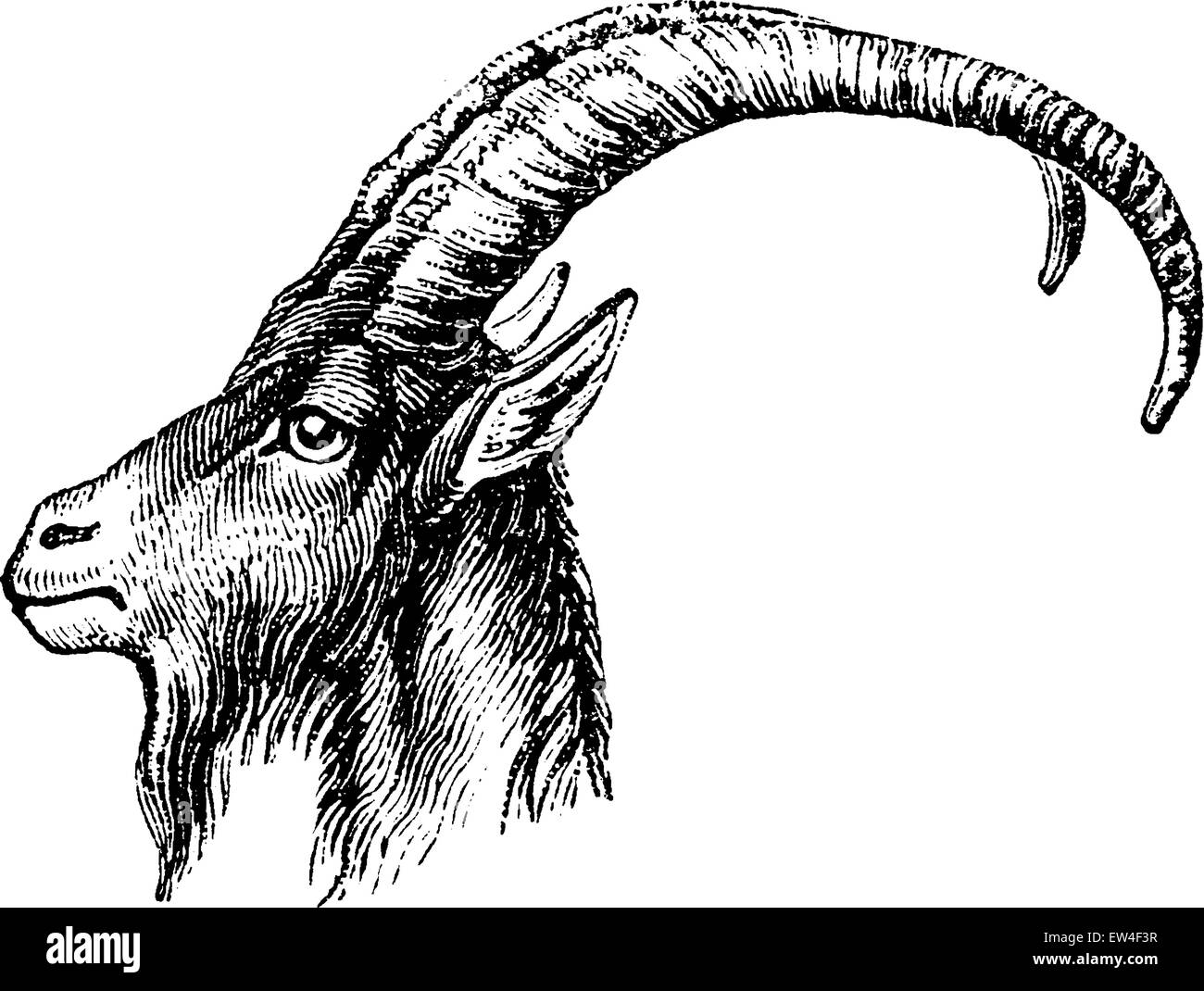 Ibex head, vintage engraved illustration. Natural History of Animals ...