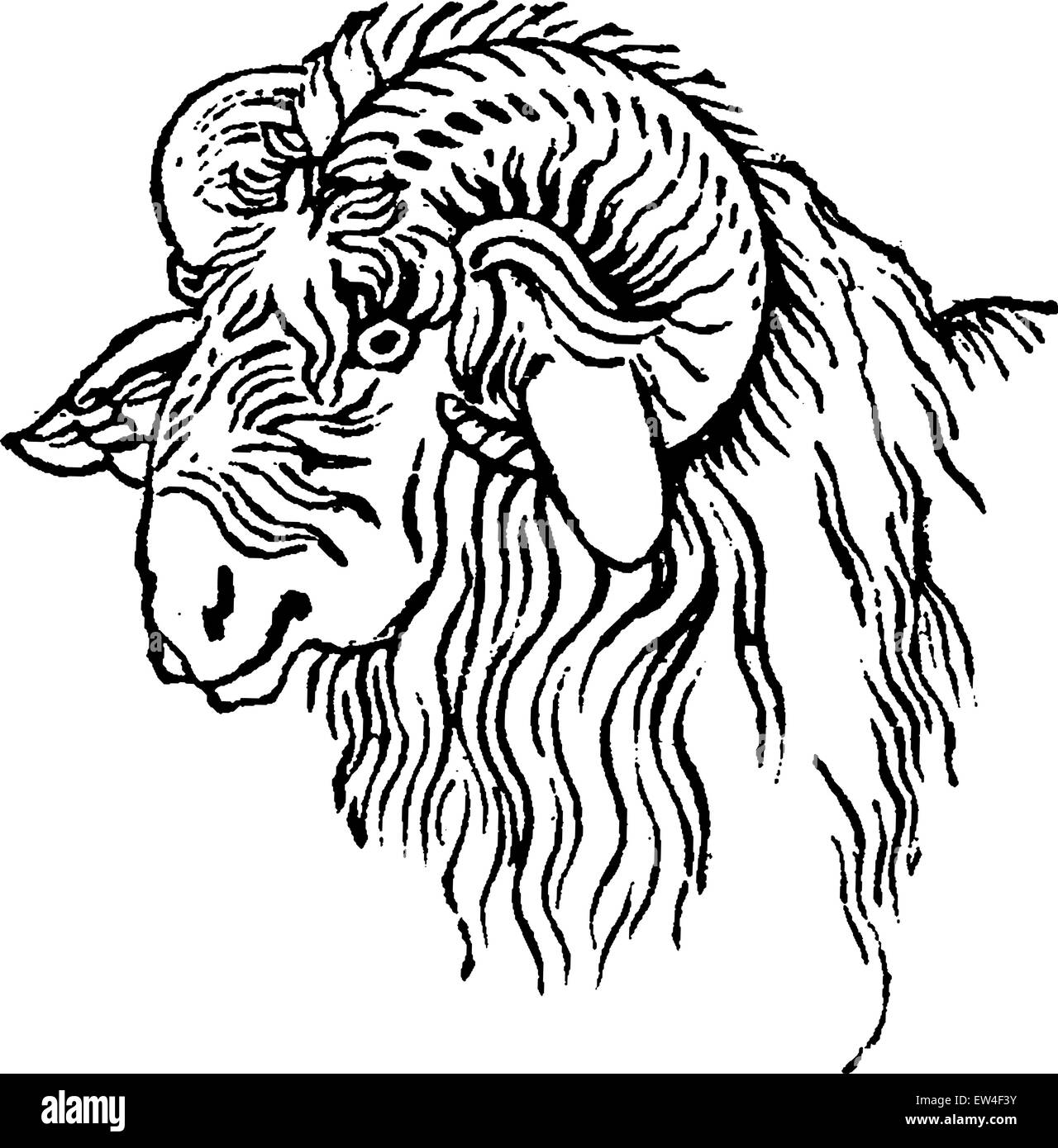 Argali Stock Vector Images - Alamy