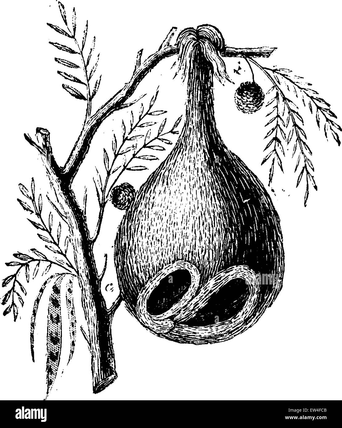 Antique bird nest illustration Cut Out Stock Images & Pictures - Alamy