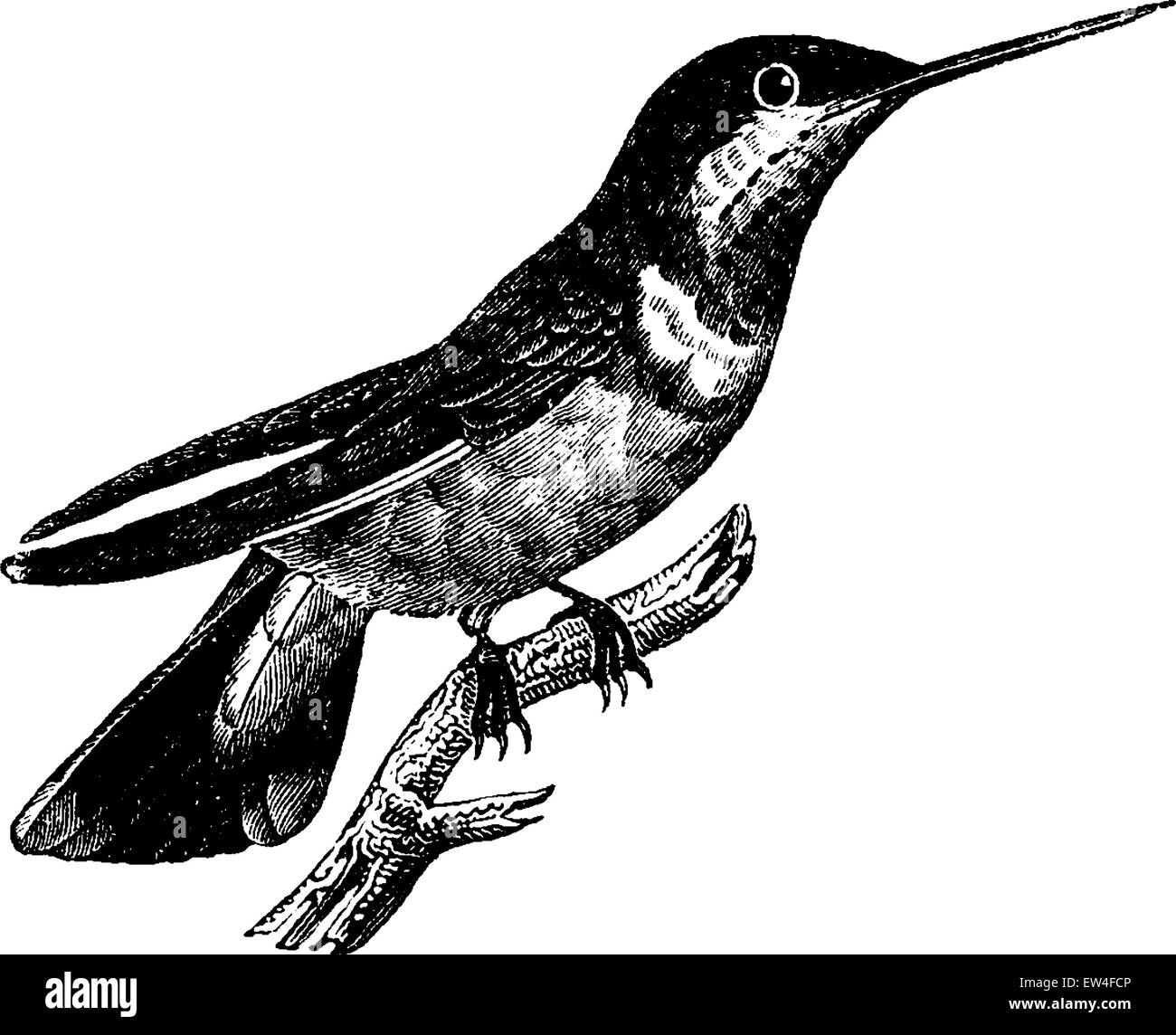 Hummingbird, vintage engraved illustration. Natural History of Animals ...