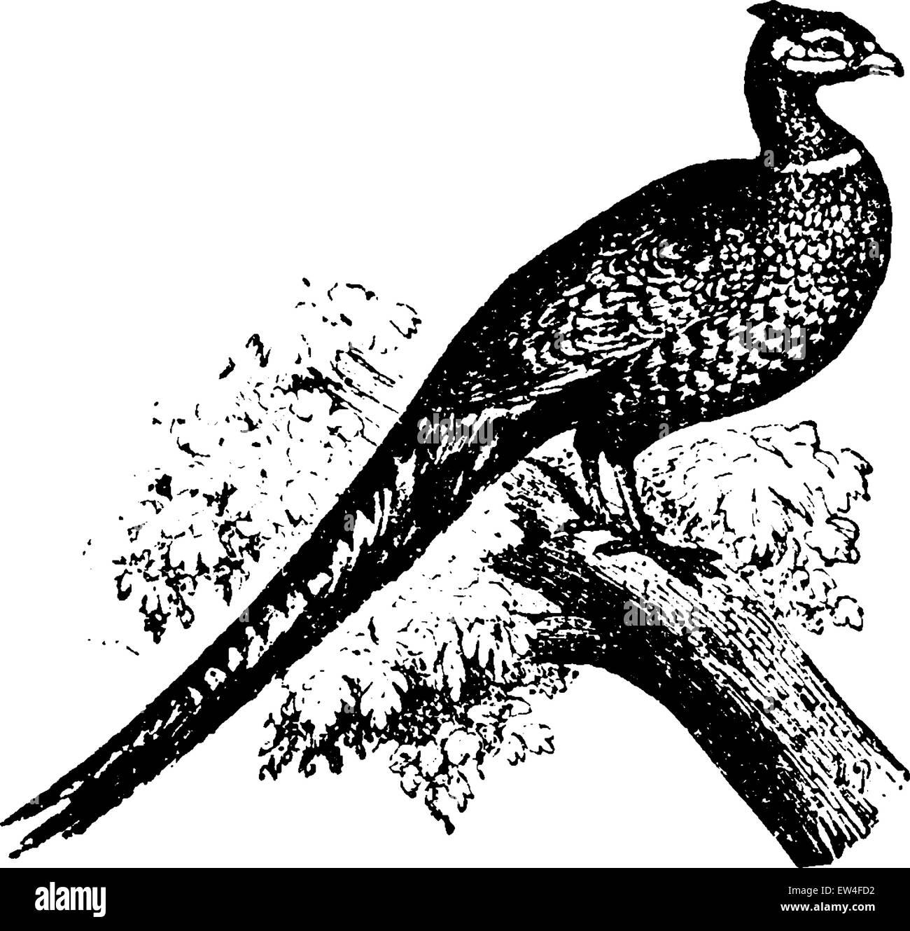 Pheasant Black and White Stock Photos & Images - Alamy
