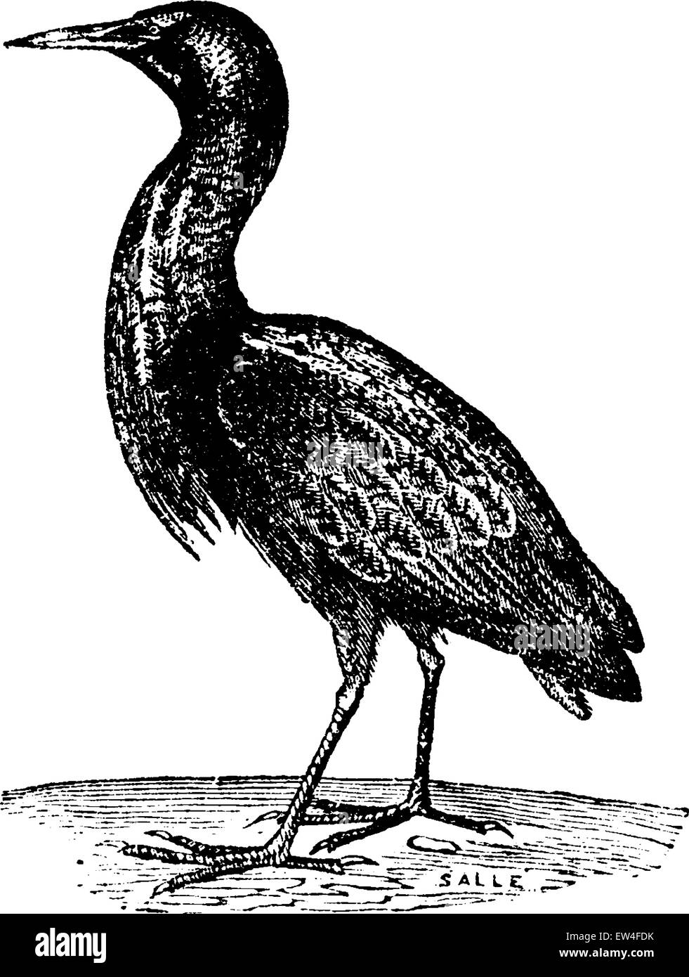 Bittern picture Stock Vector Images - Alamy