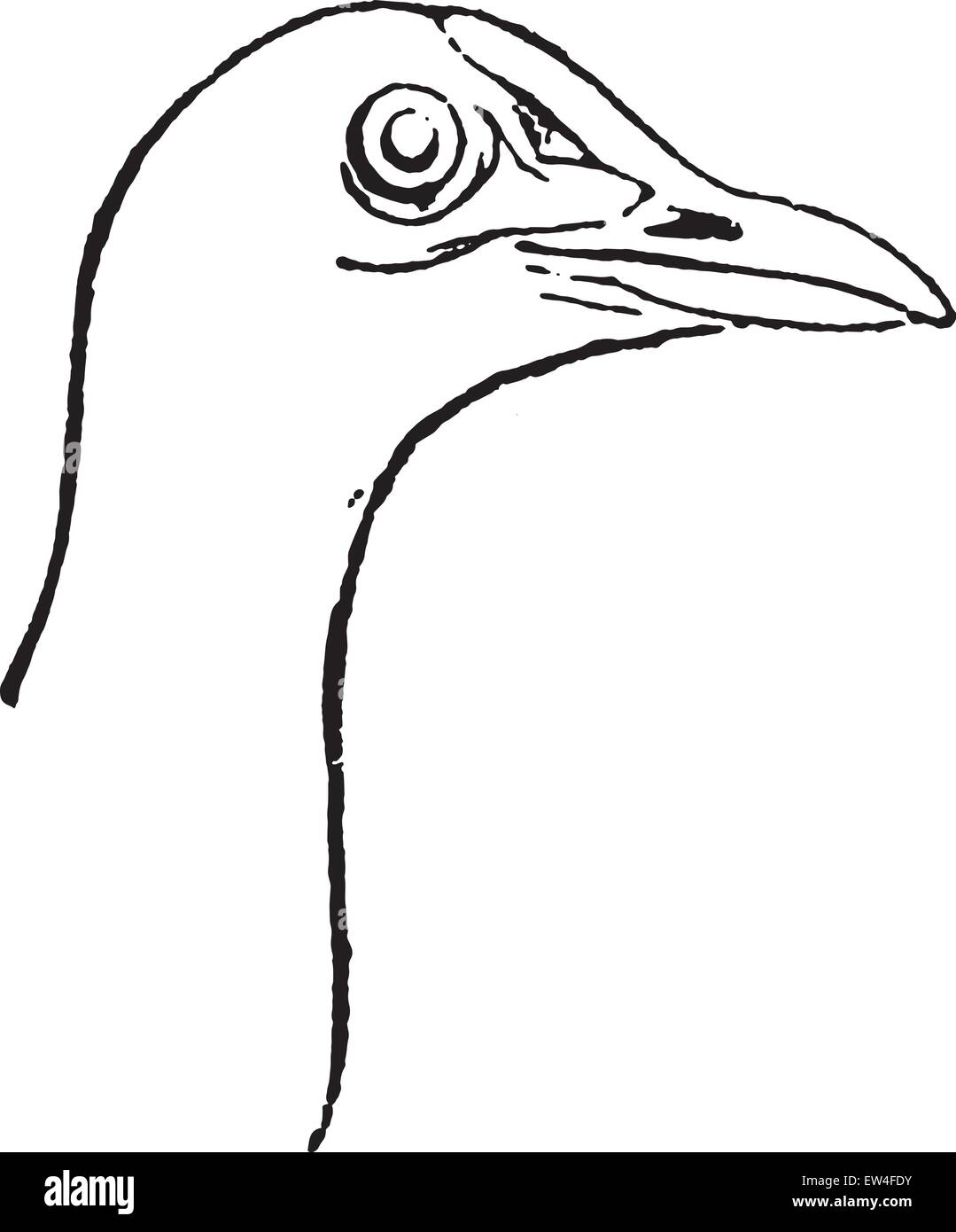 Hens head Stock Vector Images - Alamy