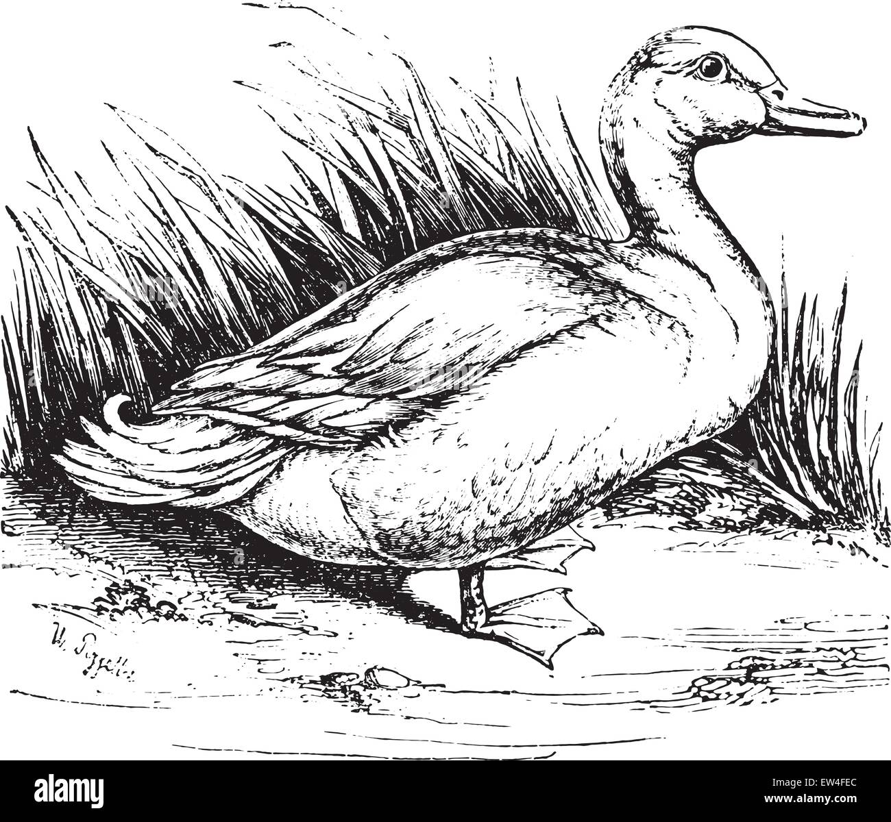 Duck history Stock Vector Images - Alamy