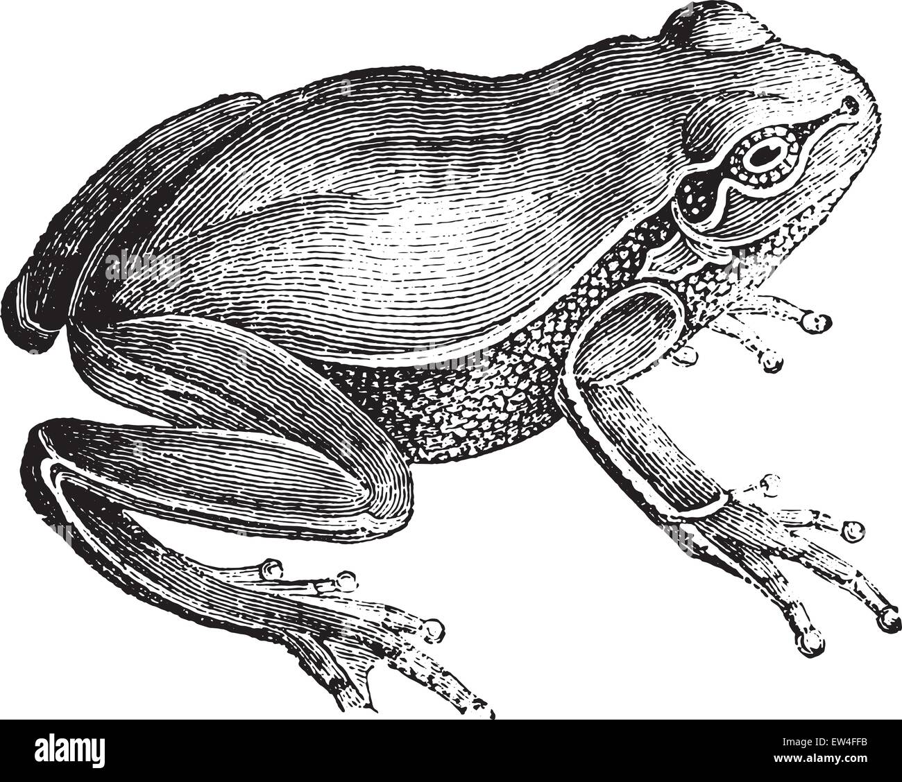 Frog, vintage engraved illustration. Natural History of Animals, 1880 ...