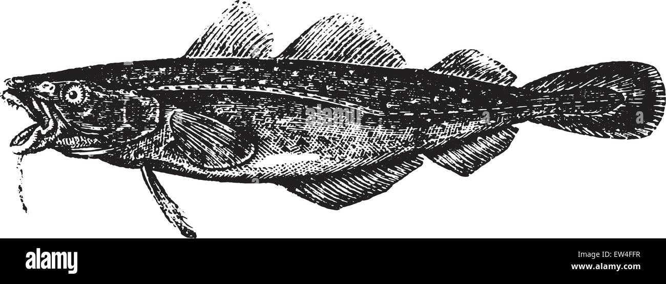 Atlantic cod drawing hi-res stock photography and images - Alamy