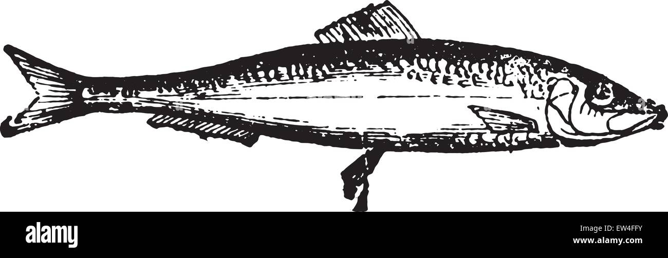 Forage species Stock Vector Images - Alamy