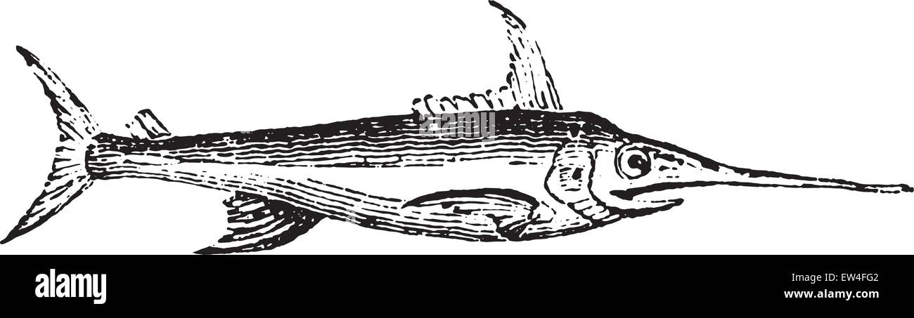 Swordfish, vintage engraved illustration. Natural History of Animals ...