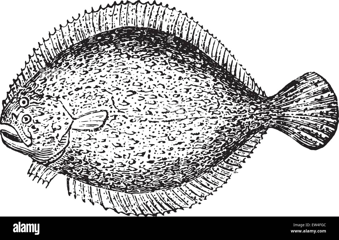 Turbot, vintage engraved illustration. Natural History of Animals, 1880 ...