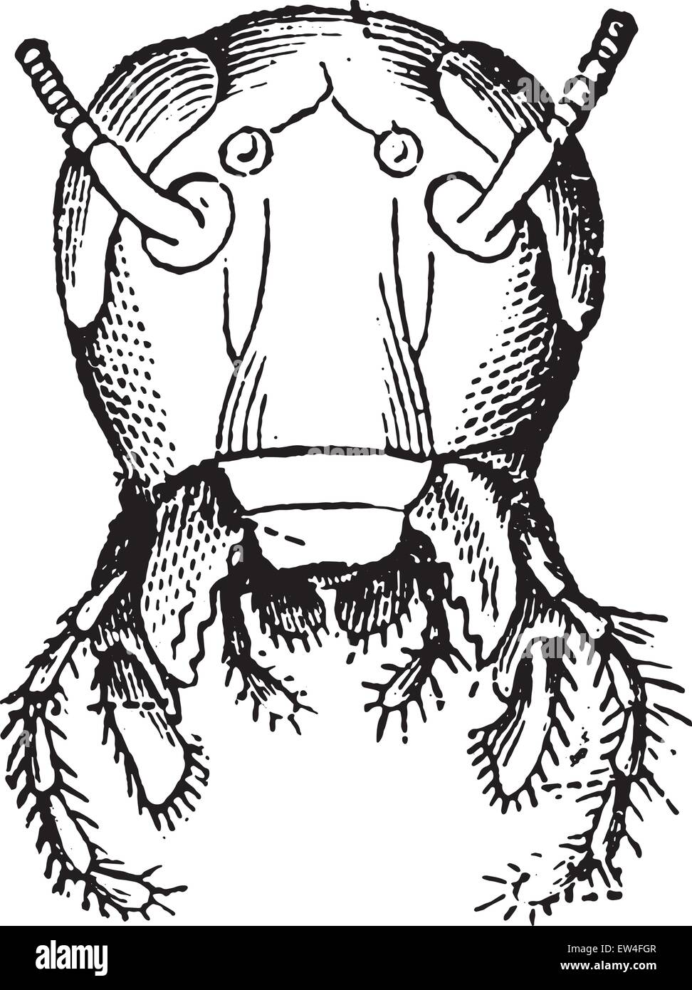 Head Cockroach front view, vintage engraved illustration. Natural ...