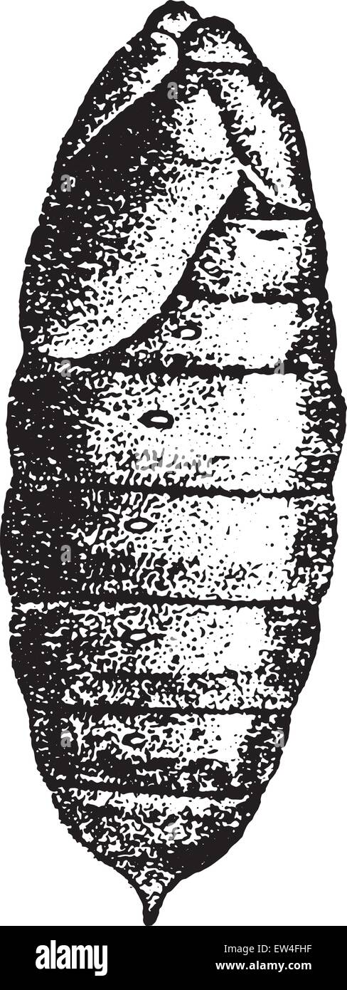 Chrysalis, vintage engraved illustration. Natural History of Animals ...