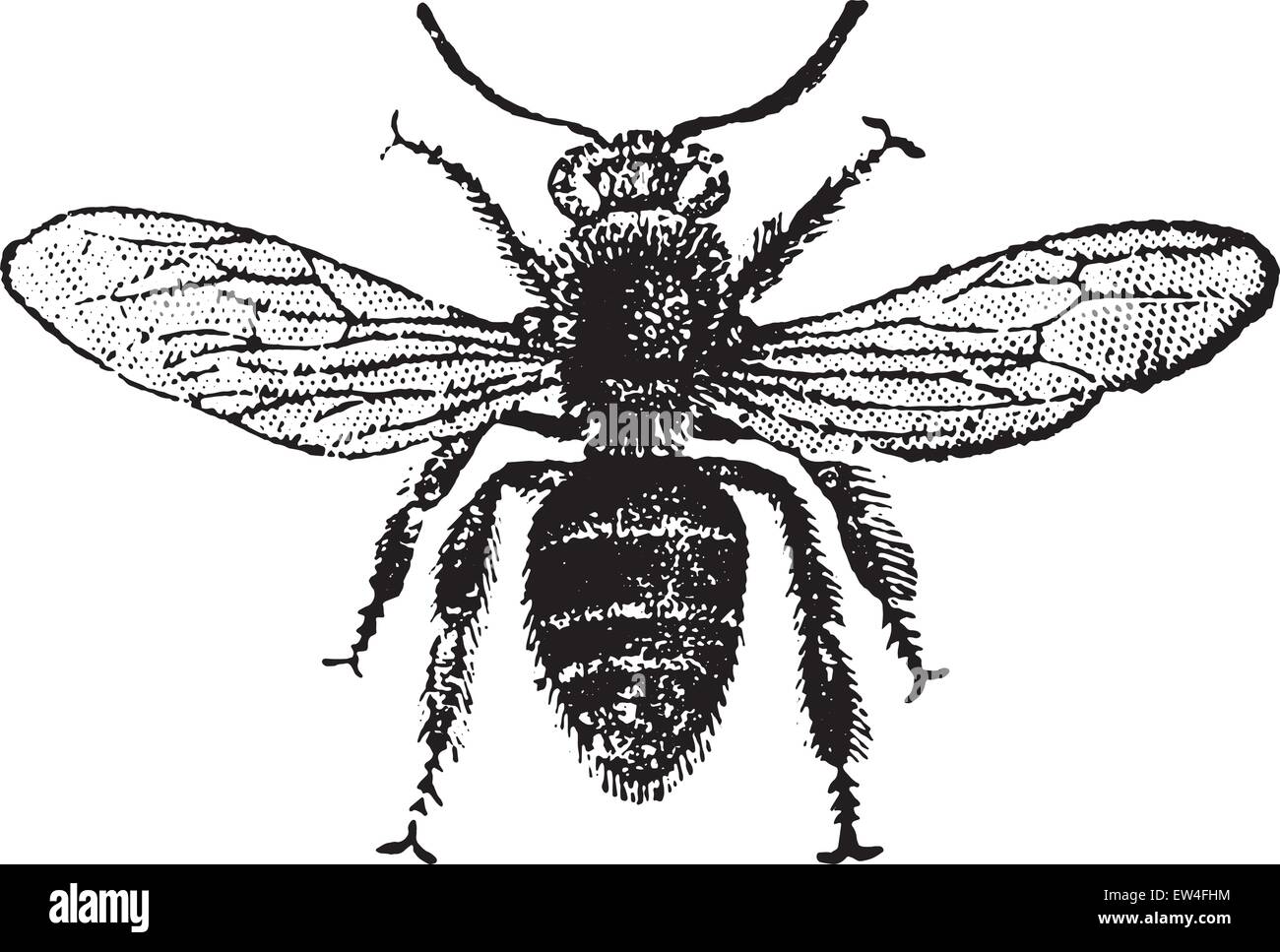 Worker bee, vintage engraved illustration. Natural History of Animals ...