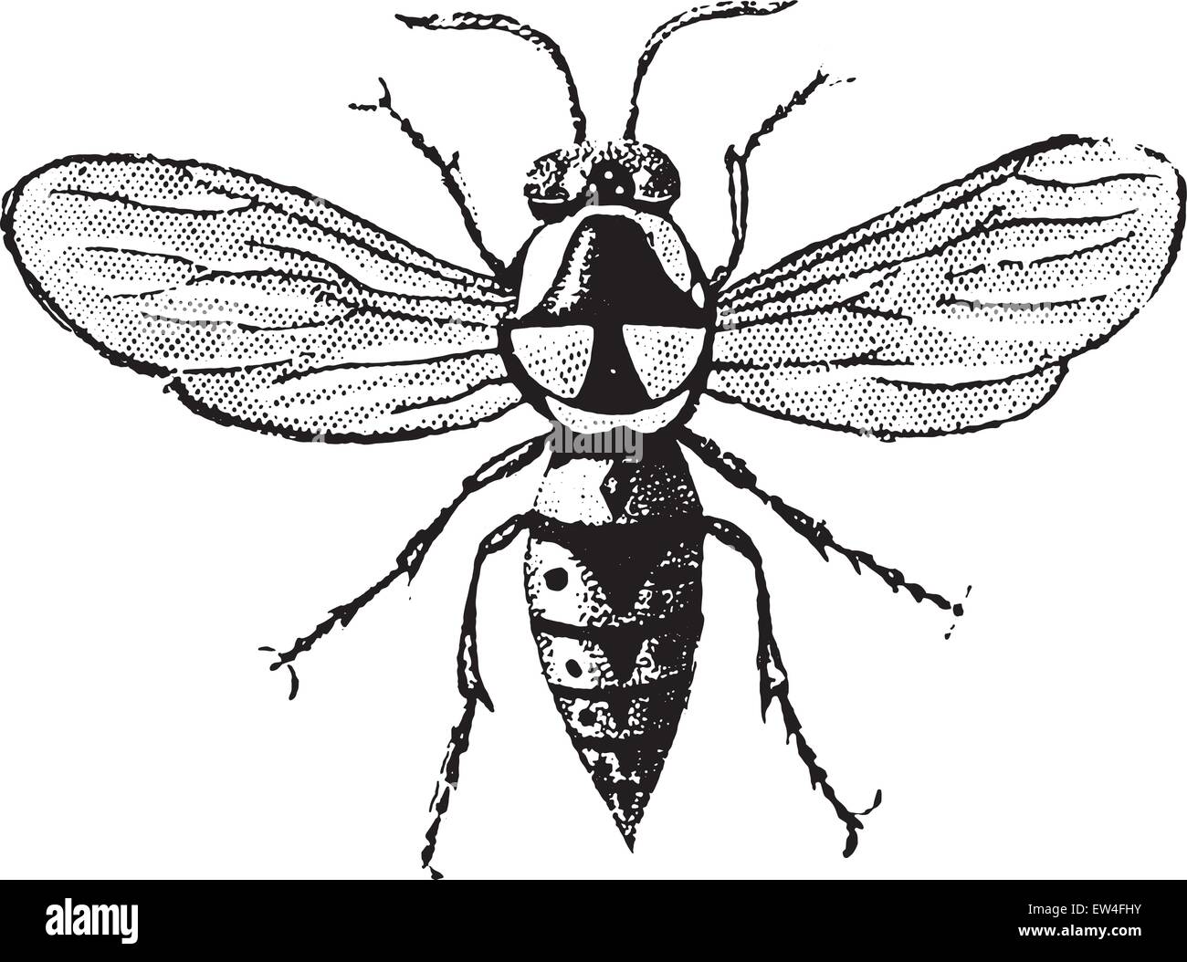 Wasp Scientific Illustration