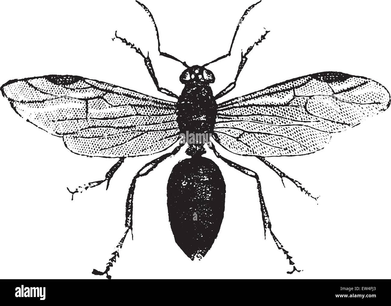 Winged ant white Stock Vector Images - Alamy