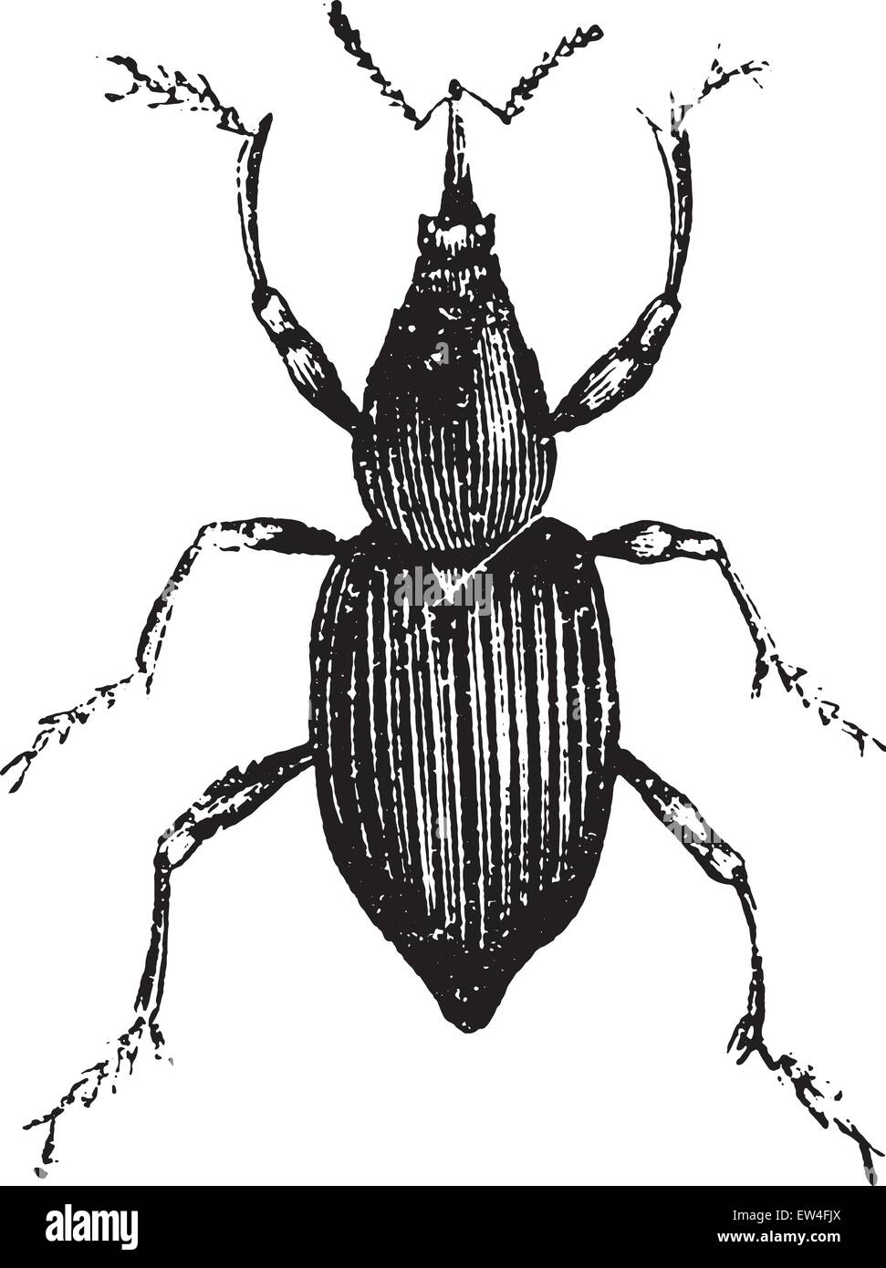 Grille insect Stock Vector Images - Alamy