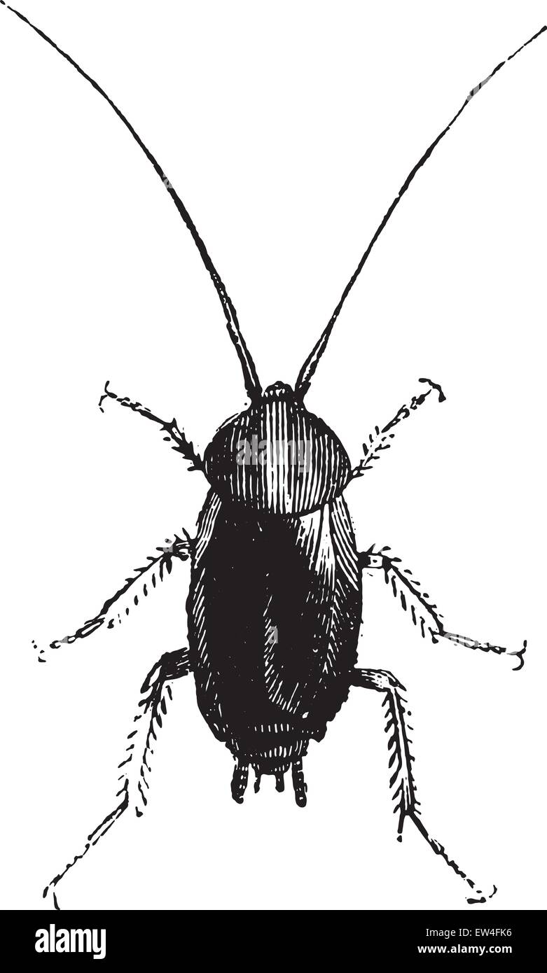 Cockroach, vintage engraved illustration. Natural History of Animals ...
