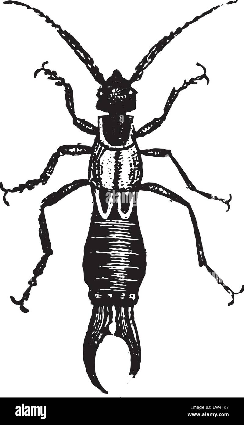 Earwig, vintage engraved illustration. Natural History of Animals, 1880 ...