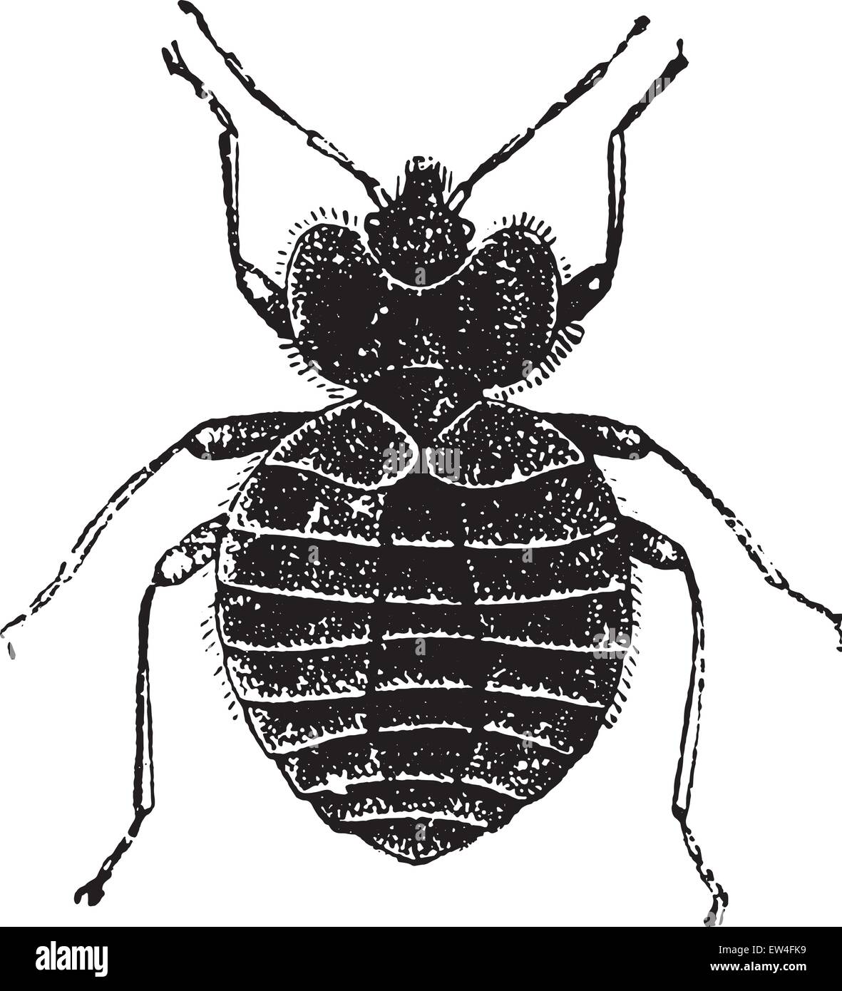 Bug, vintage engraved illustration. Natural History of Animals, 1880 ...