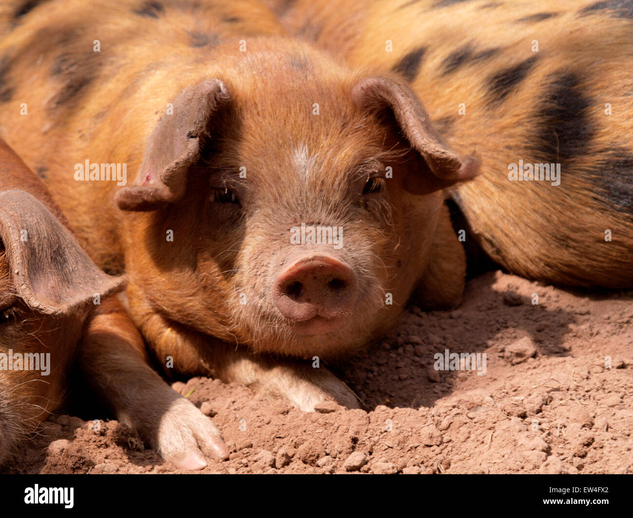 Oxford sandy and black pig hi-res stock photography and images - Alamy
