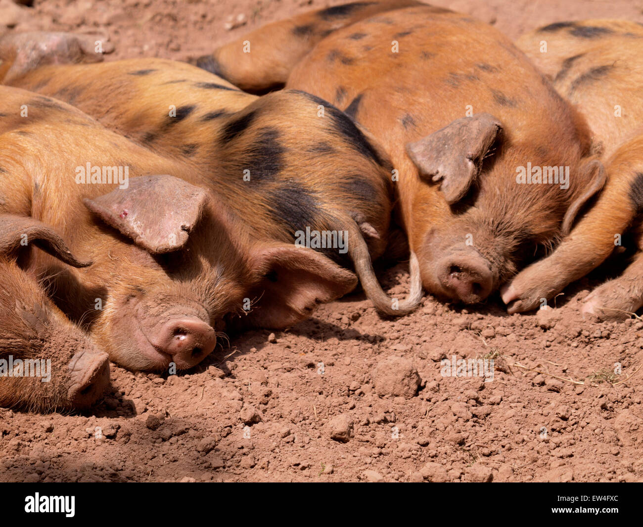 Piglets cute hi-res stock photography and images - Alamy