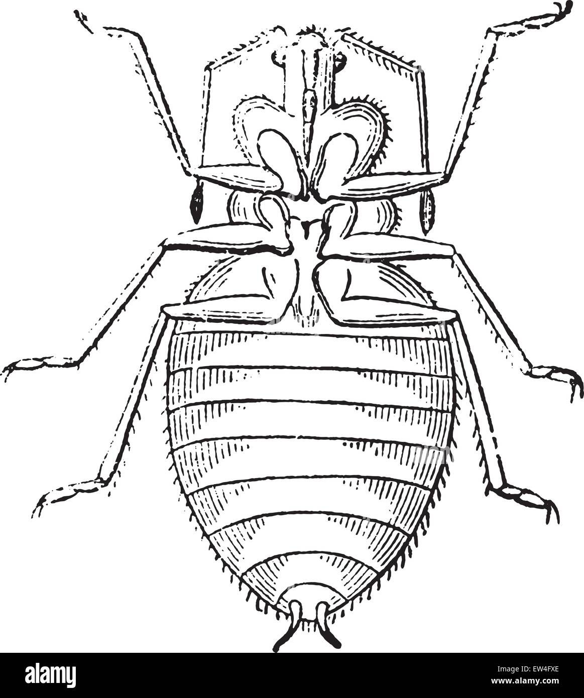 Pentatomoidea bug Stock Vector Images - Alamy