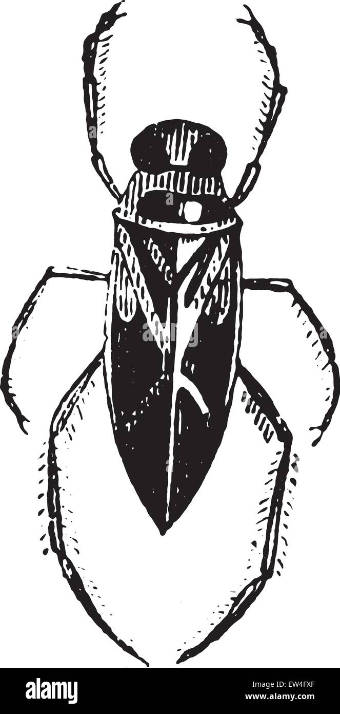 Notonectidae Stock Vector Images - Alamy