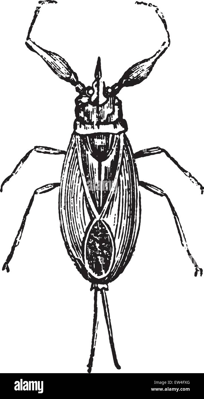 Nepe, vintage engraved illustration. Natural History of Animals, 1880 ...