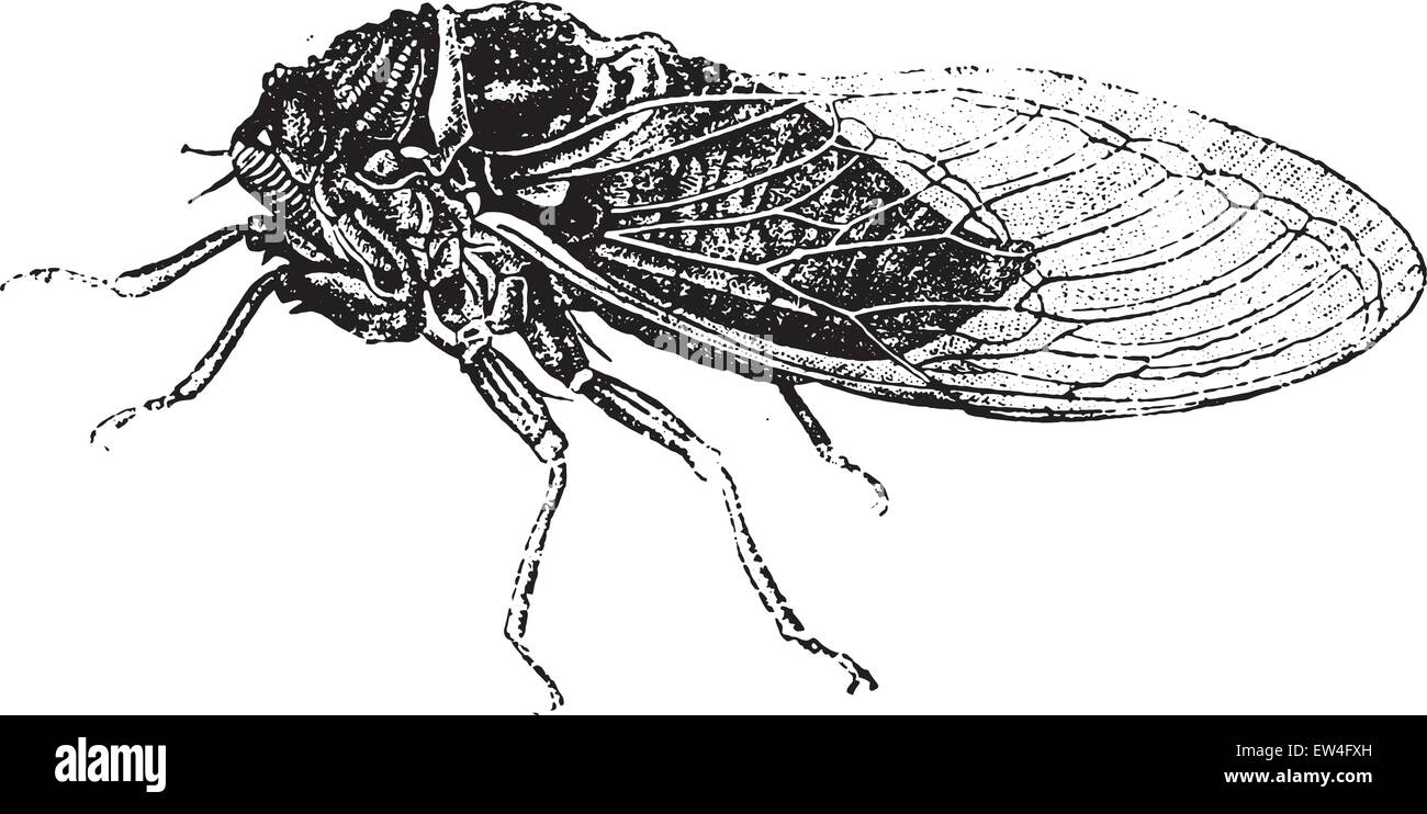 Vintage Cicada Illustration