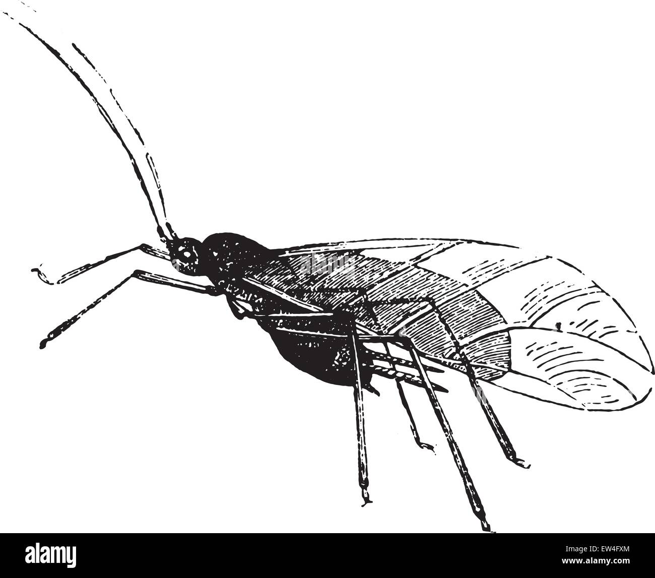 Aphid and its larvae, vintage engraved illustration. Natural History of ...