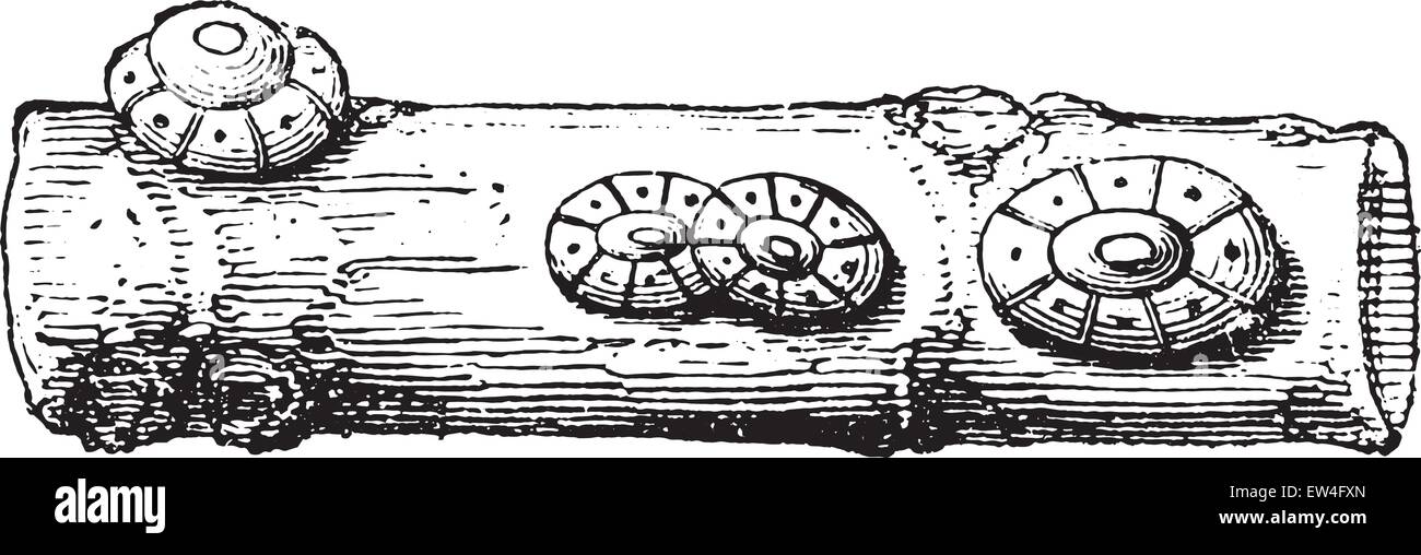 Kermes Stock Vector Images - Alamy