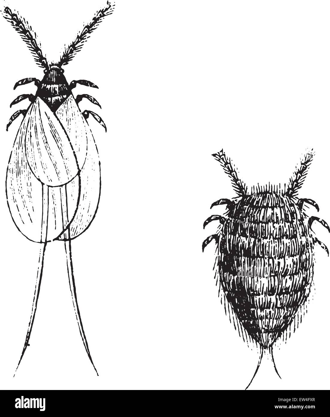 Cochineal bug hi-res stock photography and images - Alamy