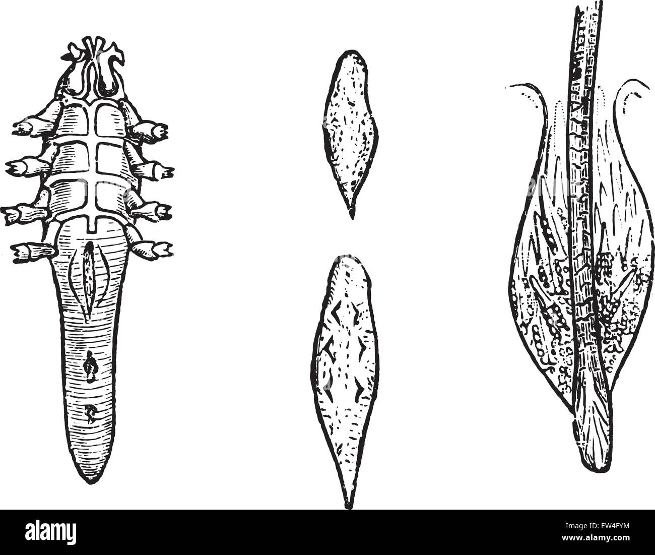 Demodex hi-res stock photography and images - Alamy