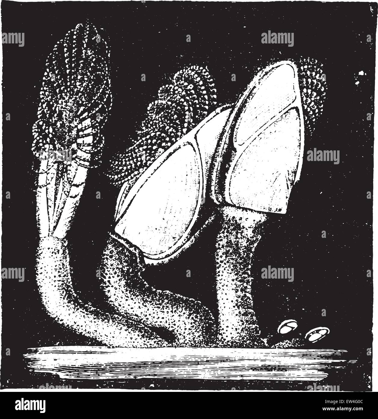 1880 wood engraving Stock Vector Images - Alamy