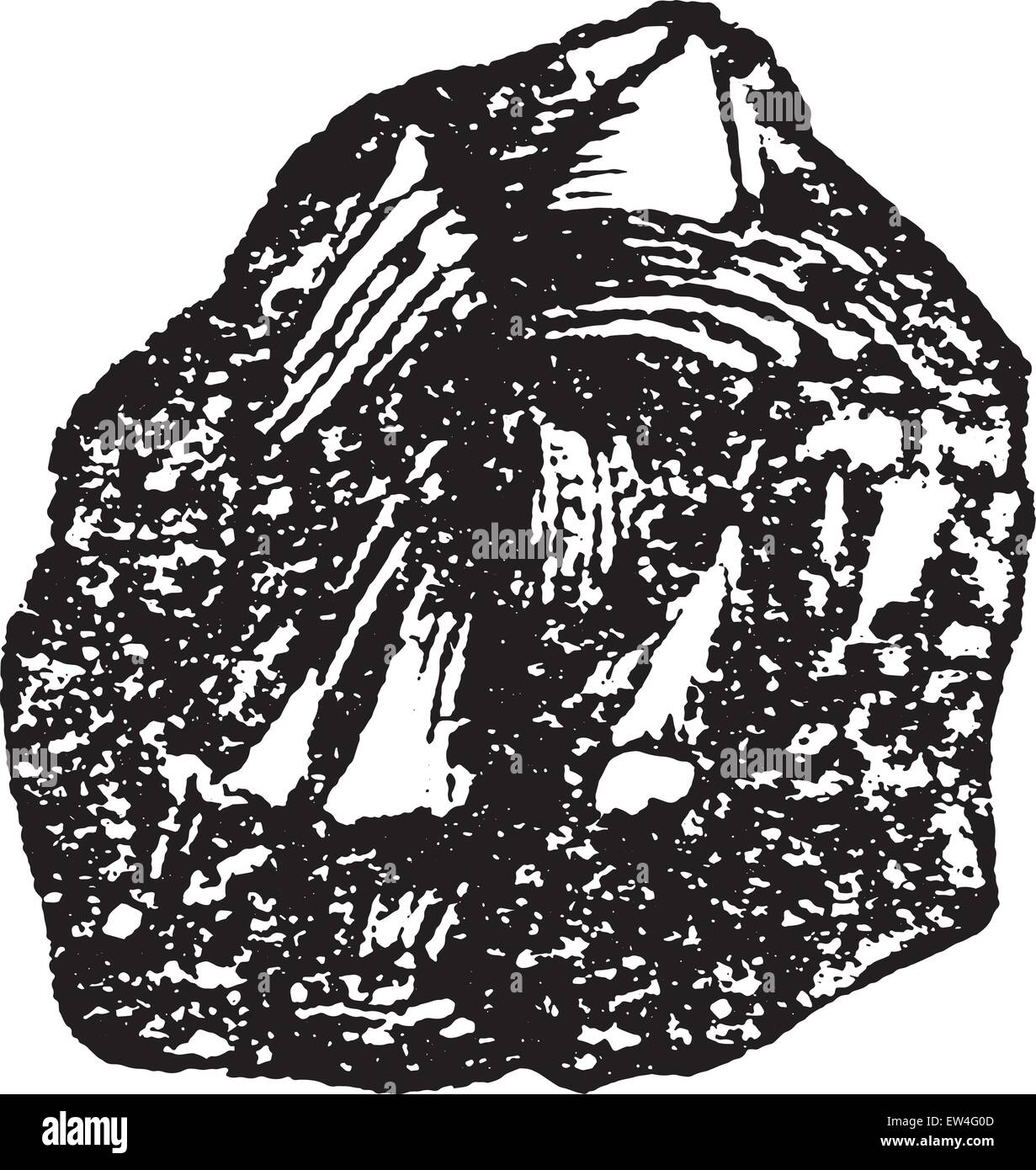 Barnacle biology Stock Vector Images - Alamy