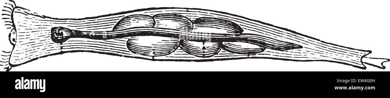 Rotifer species Stock Vector Images - Alamy