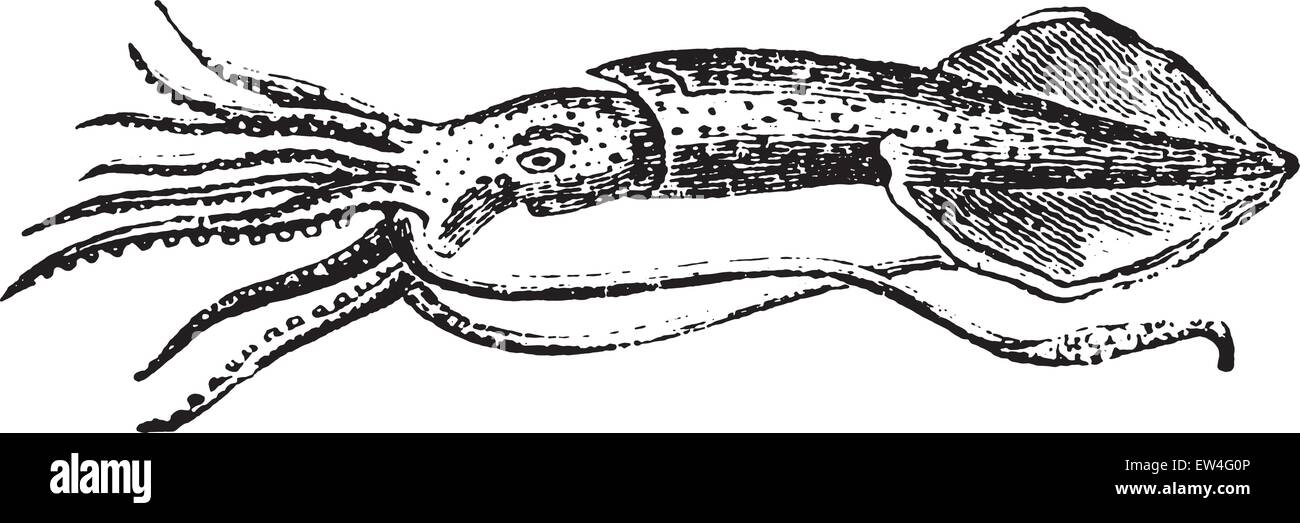 Vintage Squid Drawing