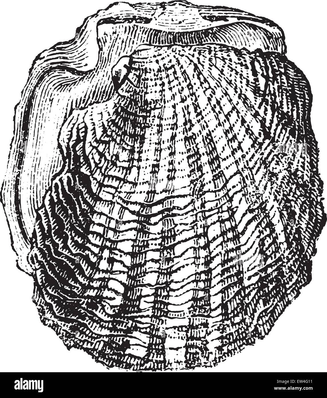 Pearl and oyster engraving Stock Vector Images - Alamy