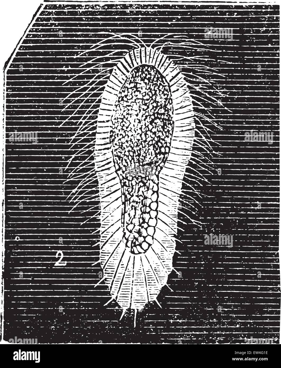Larva fibrous sponge, vintage engraved illustration. Natural History of ...