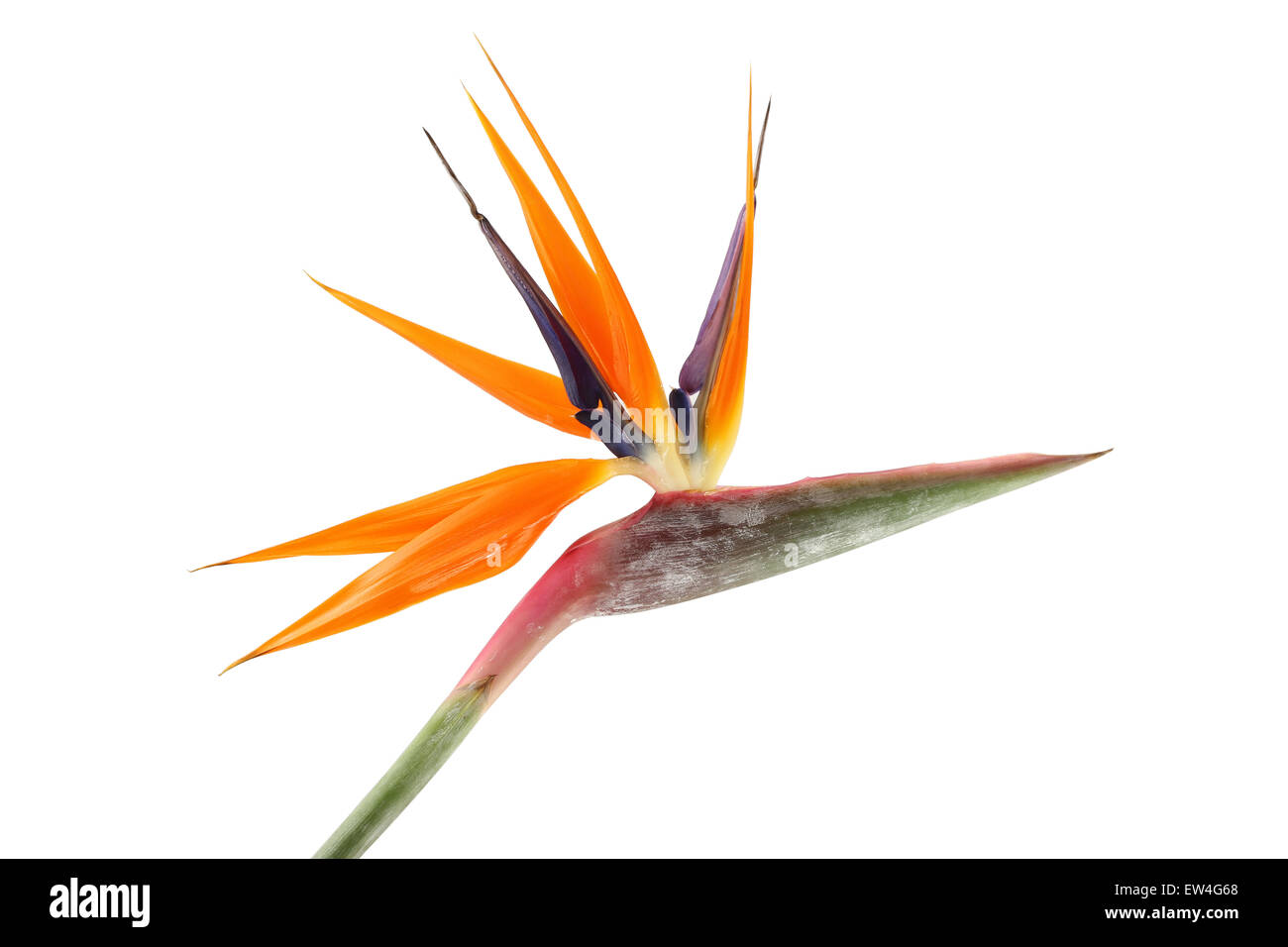 Hawaii bird red Cut Out Stock Images & Pictures - Alamy