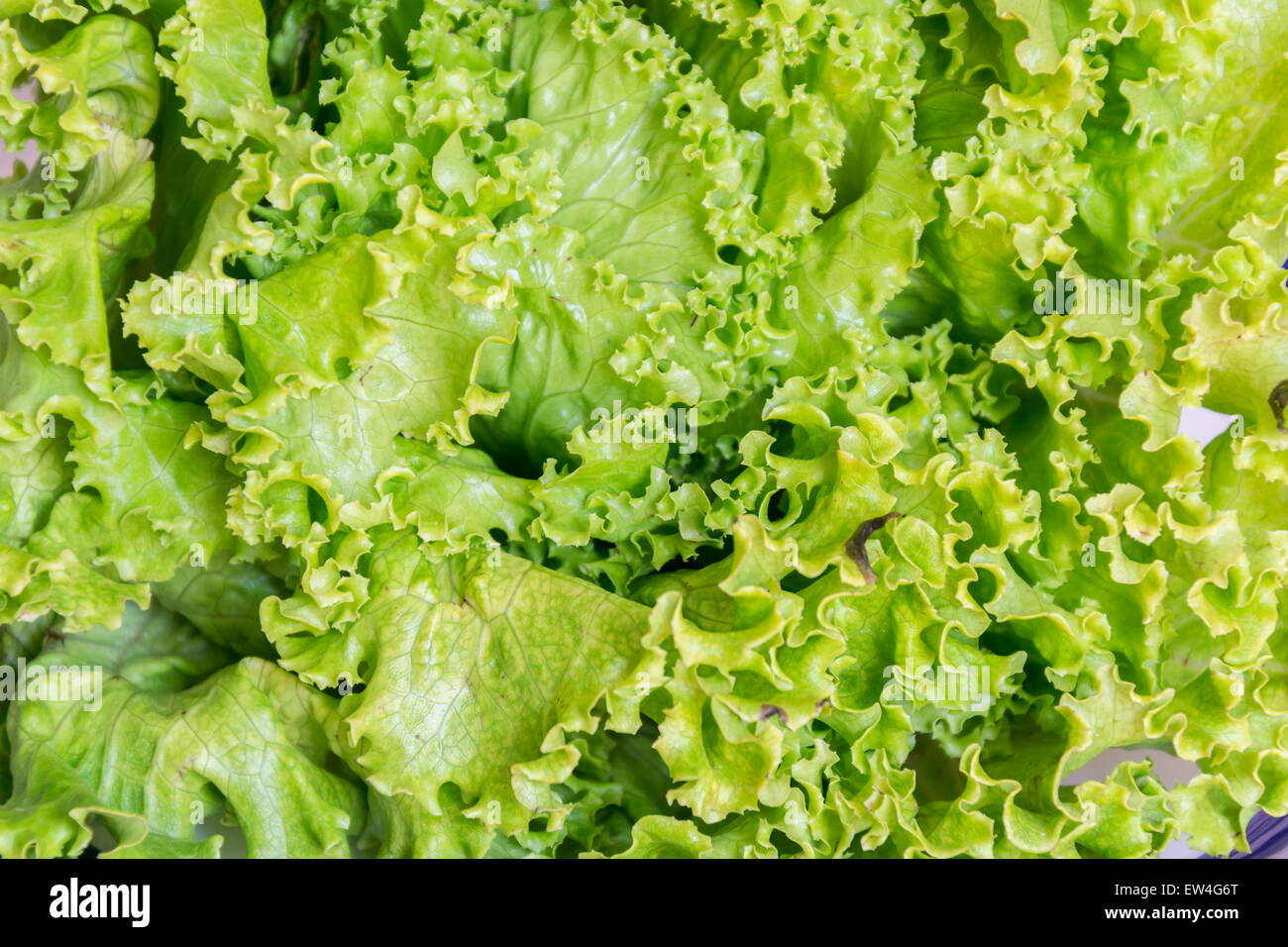 Blank for salad hi-res stock photography and images - Alamy