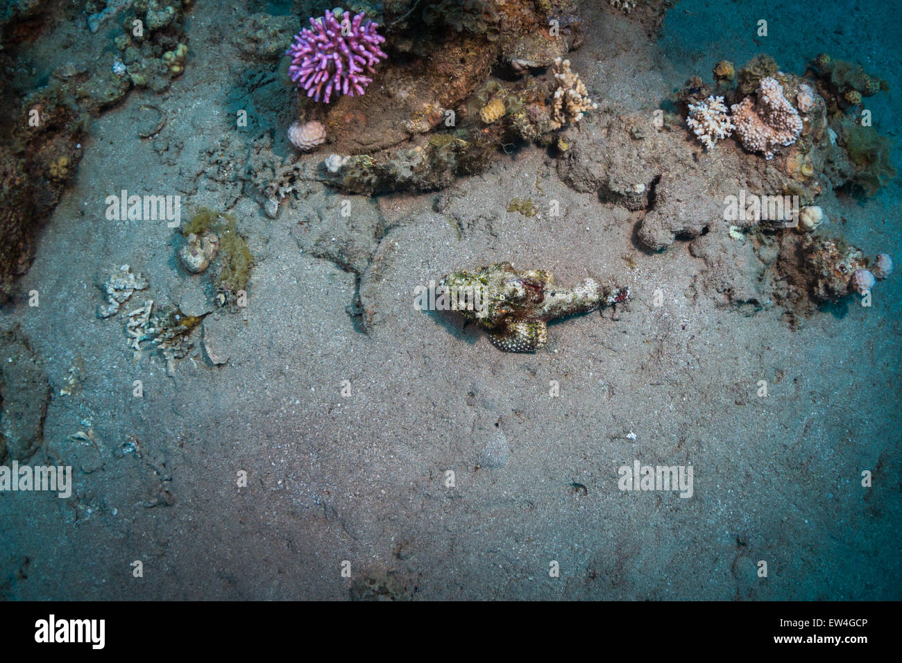 Underwater life of Red sea Stock Photo - Alamy