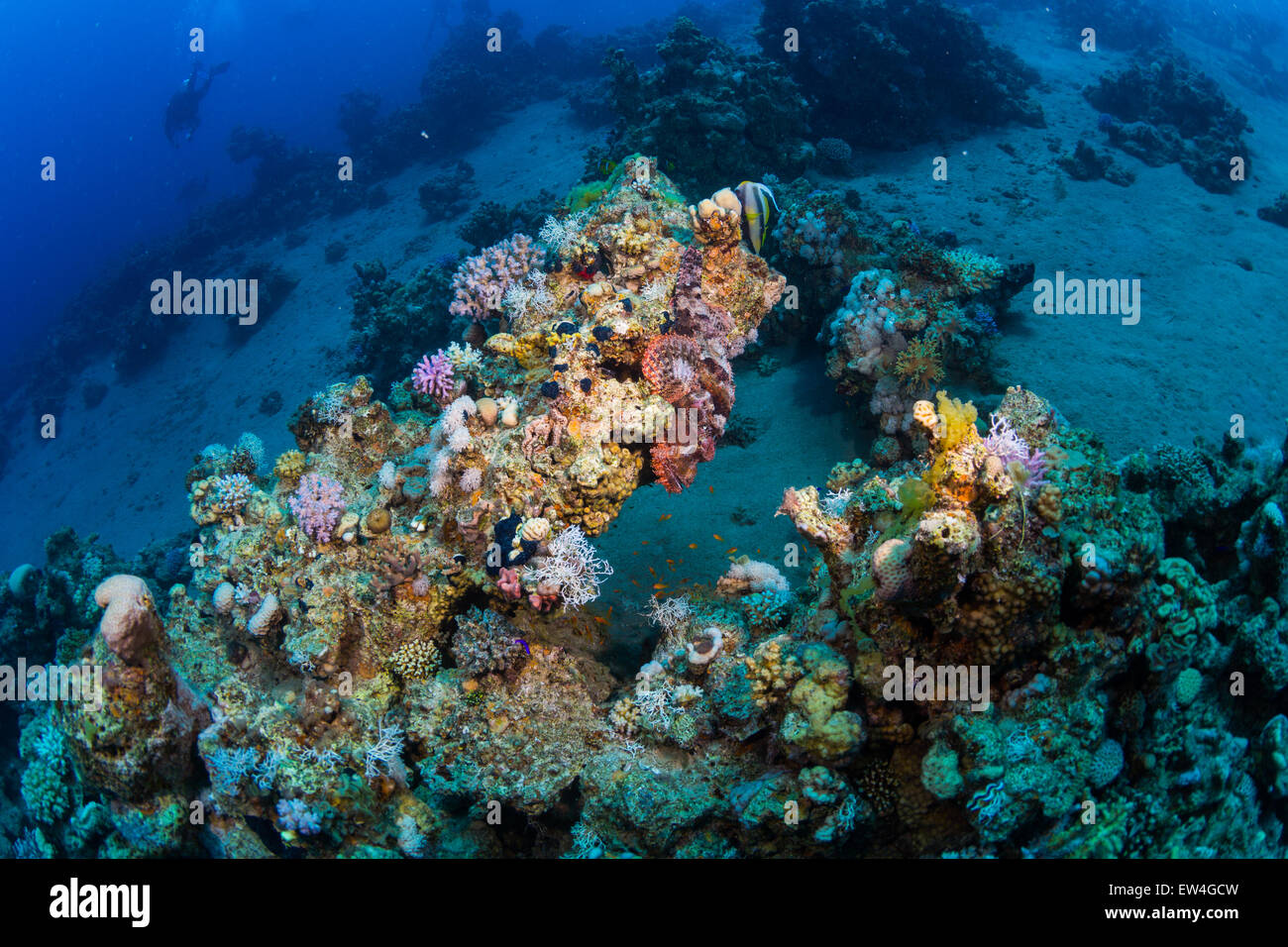 Underwater life of Red sea Stock Photo - Alamy