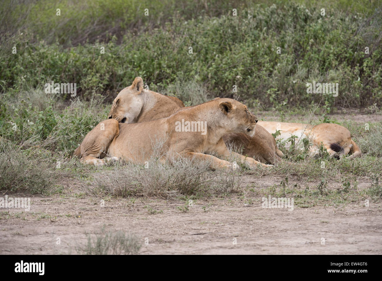 Lion grooming wildlife africa hi-res stock photography and images - Alamy