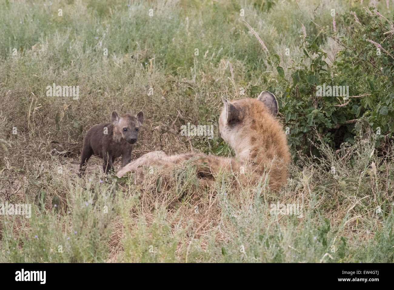 Pup hyena hi-res stock photography and images - Alamy