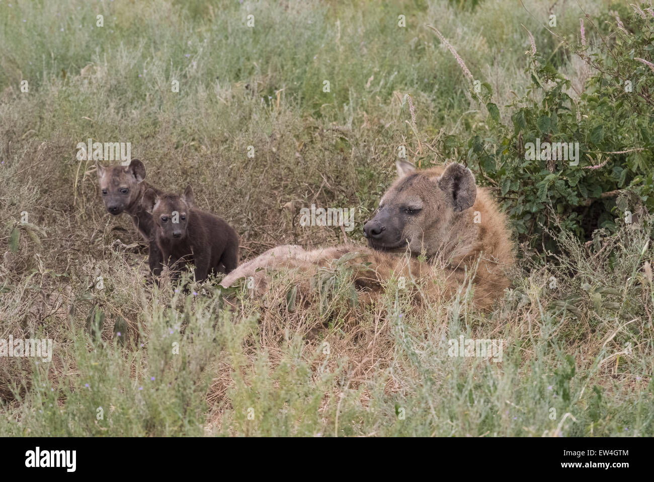 Hyena and pups, Tanzania Stock Photo - Alamy