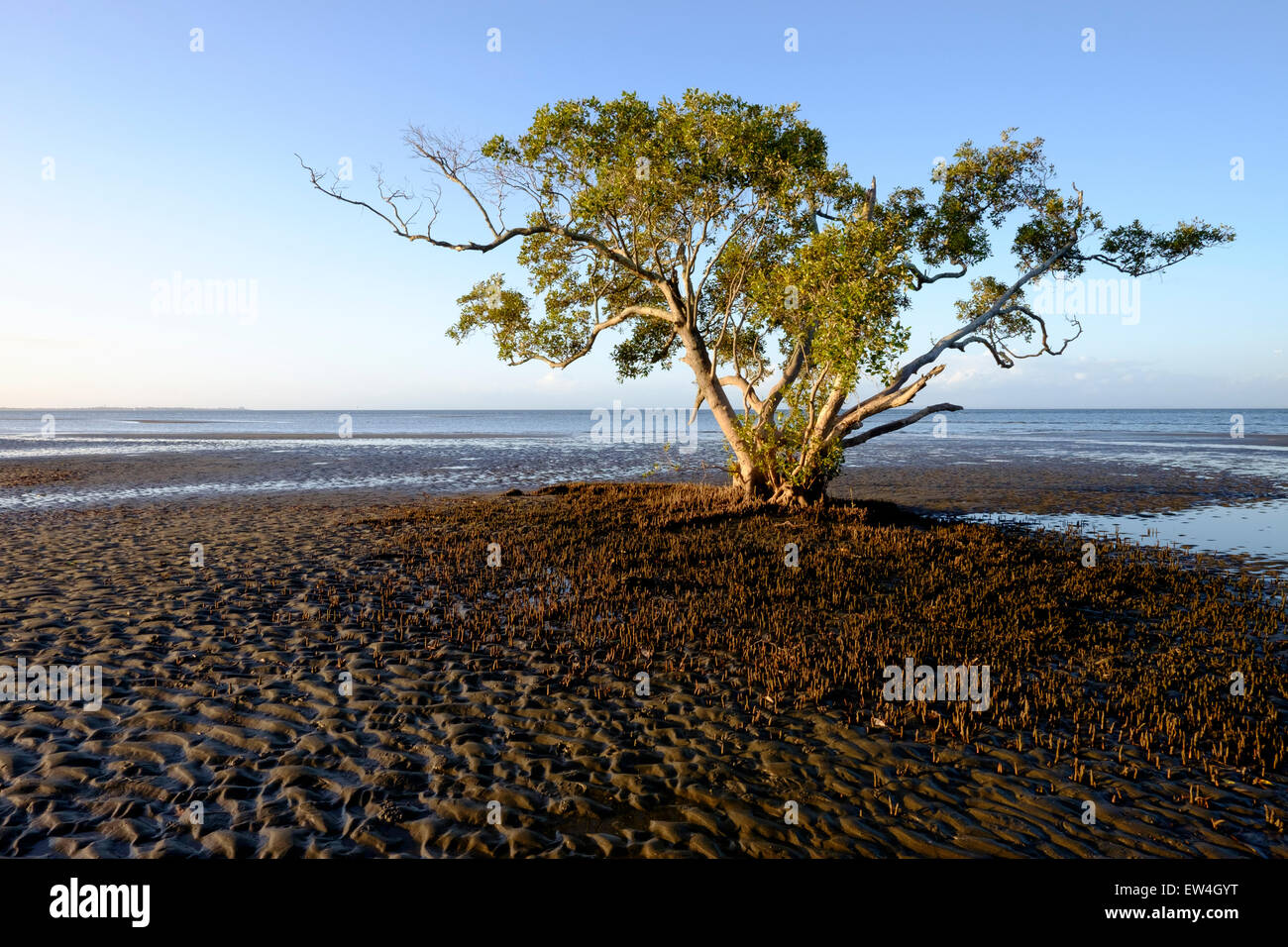 Late Afternoon at Nudgee Beach Stock Photo - Alamy
