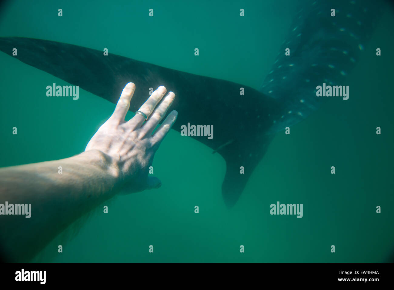 Hands underwater reaching out hi-res stock photography and images - Alamy