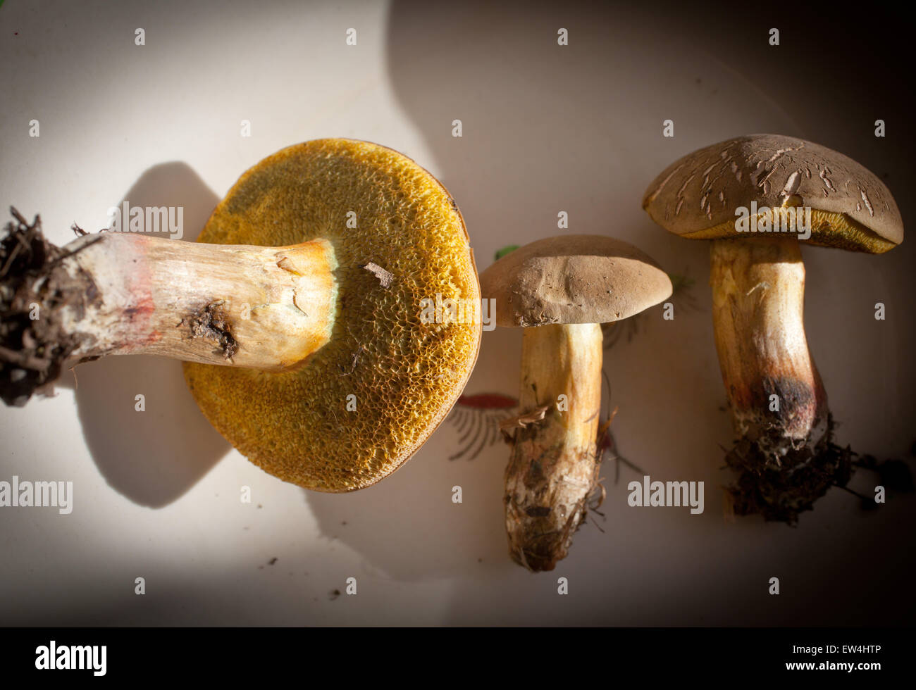 Red cracked bolete hi-res stock photography and images - Alamy